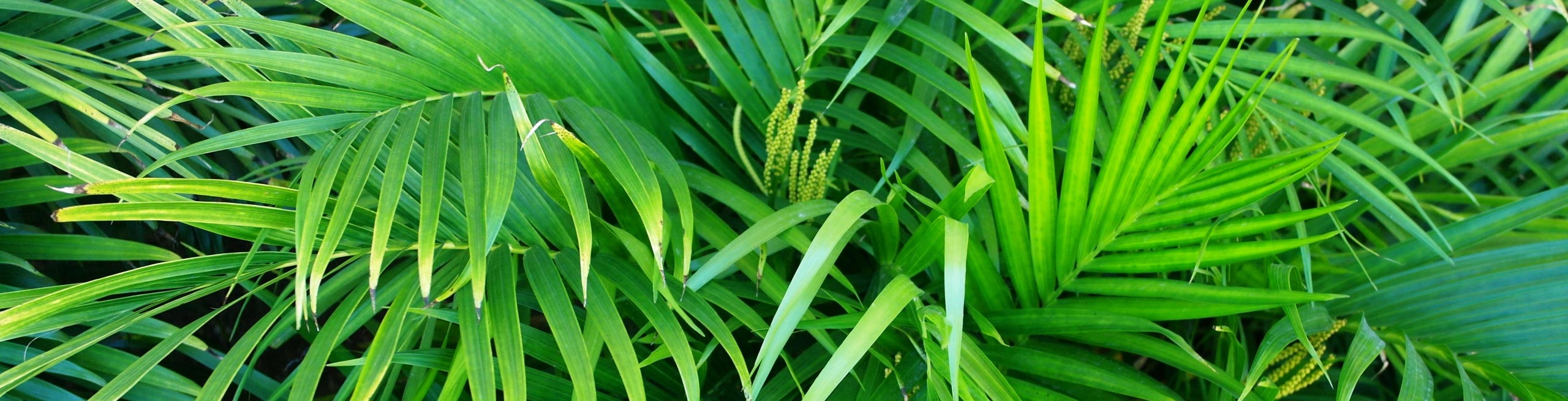 Welcome to Divine Plants Online Shop