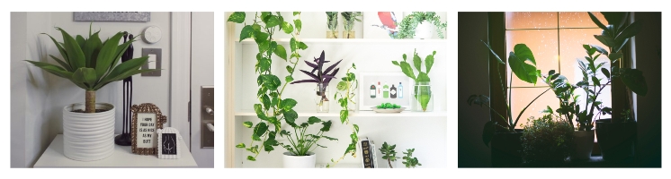 Divine Plants Online Shop