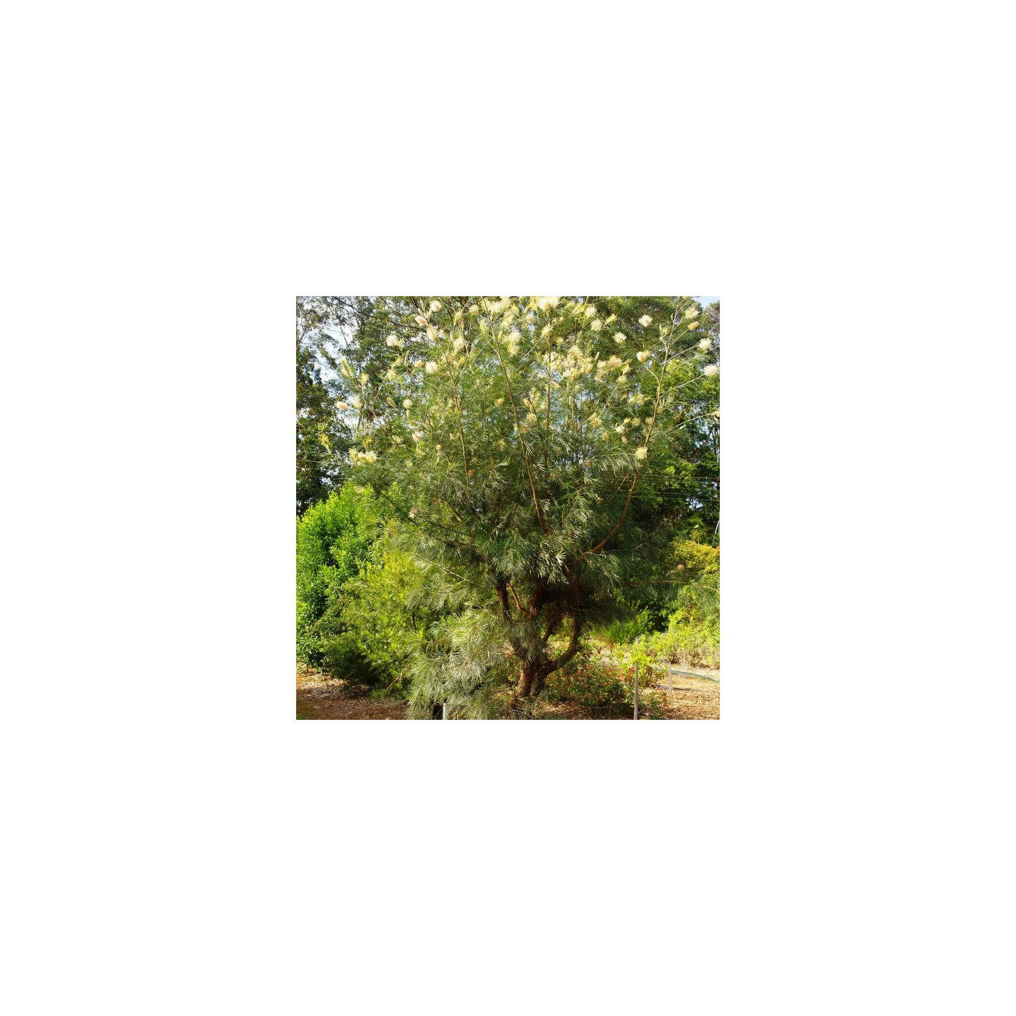 Grevillea Caloundra Gem – Divine Plants Online Shop
