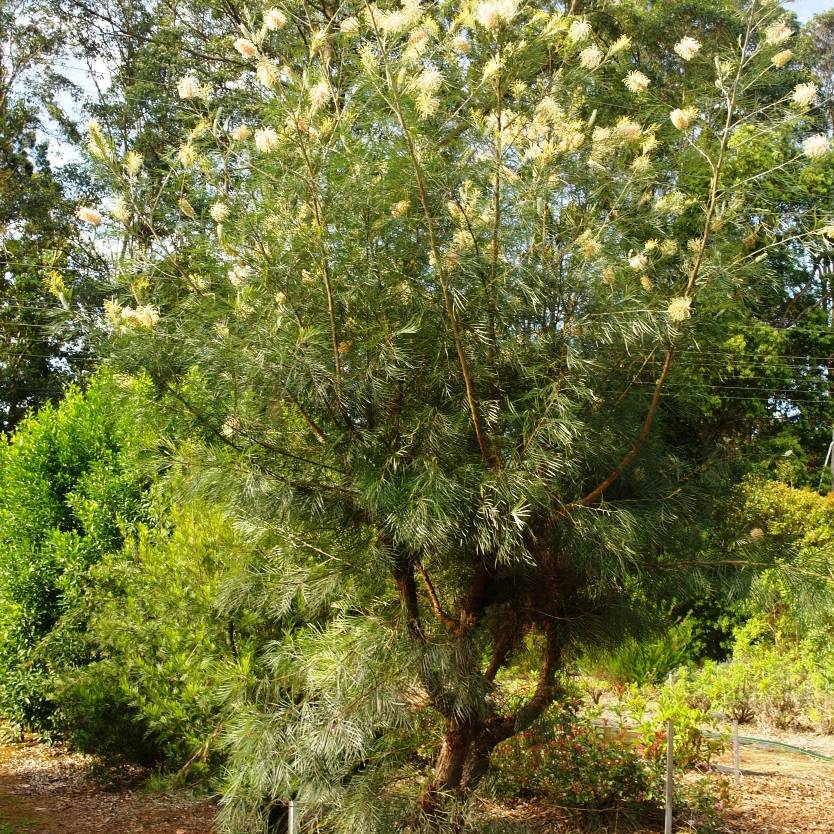 Grevillea Caloundra Gem – Divine Plants Online Shop