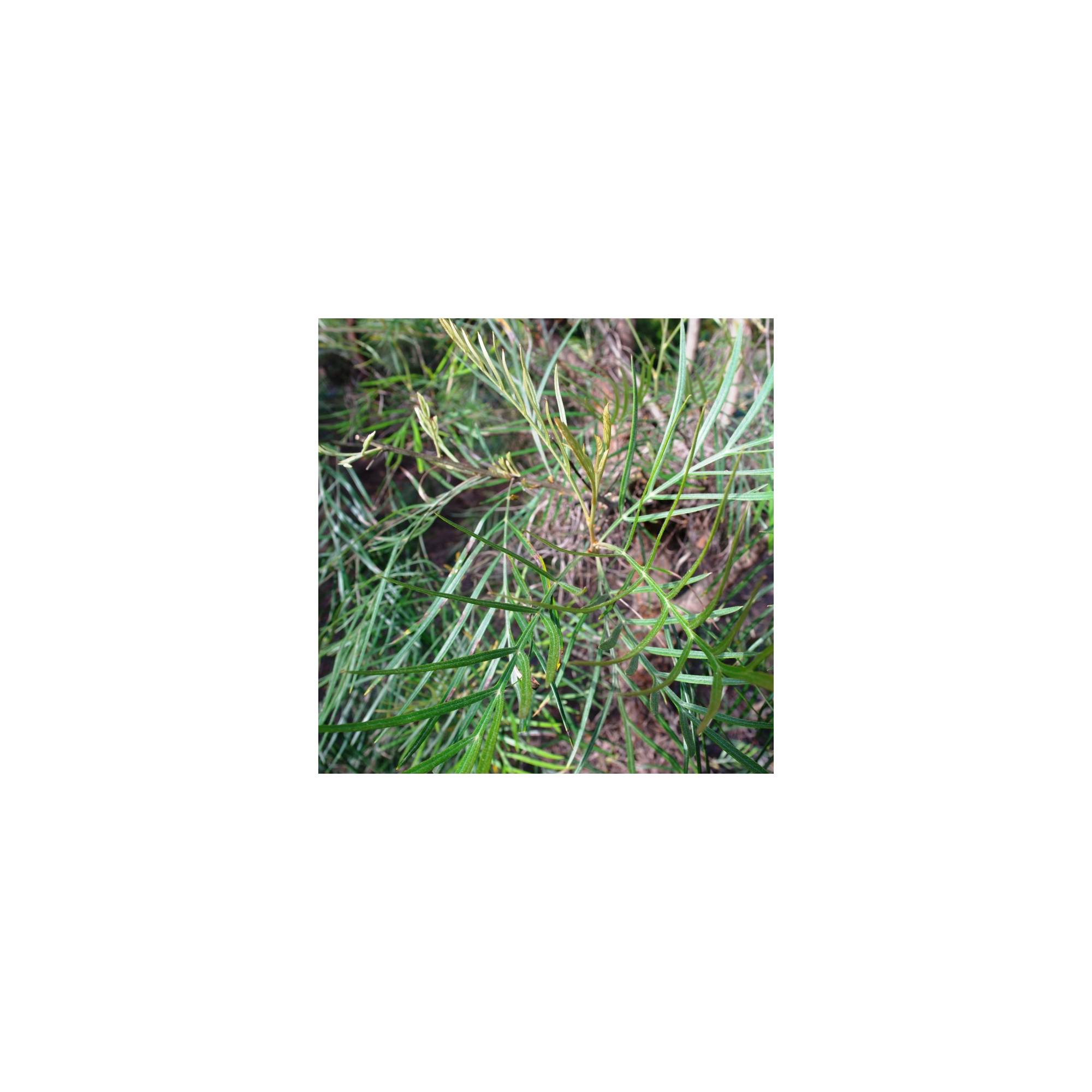 Grevillea Caloundra Gem – Divine Plants Online Shop