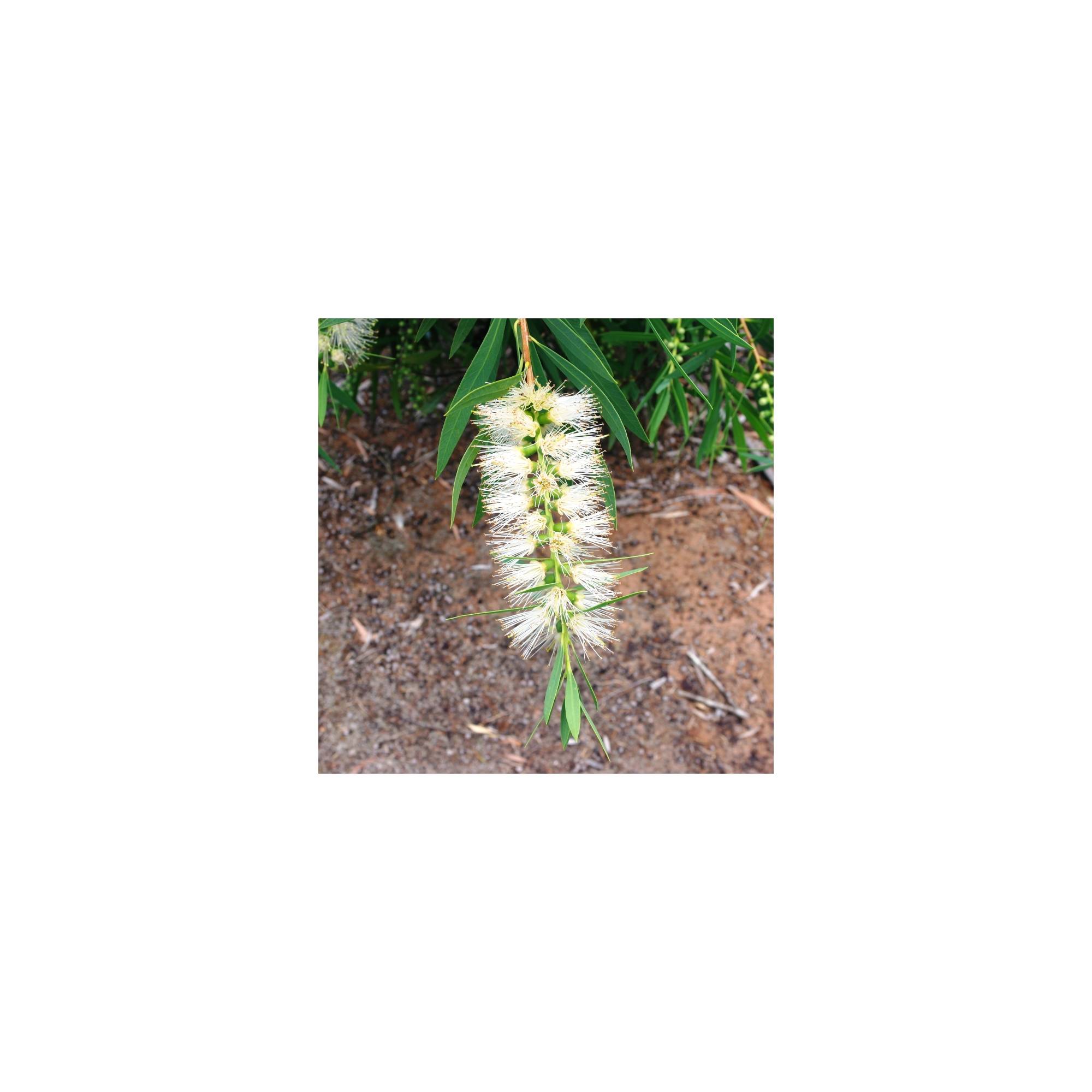 Callistemon viminalis Wilderness White – Divine Plants Online Shop