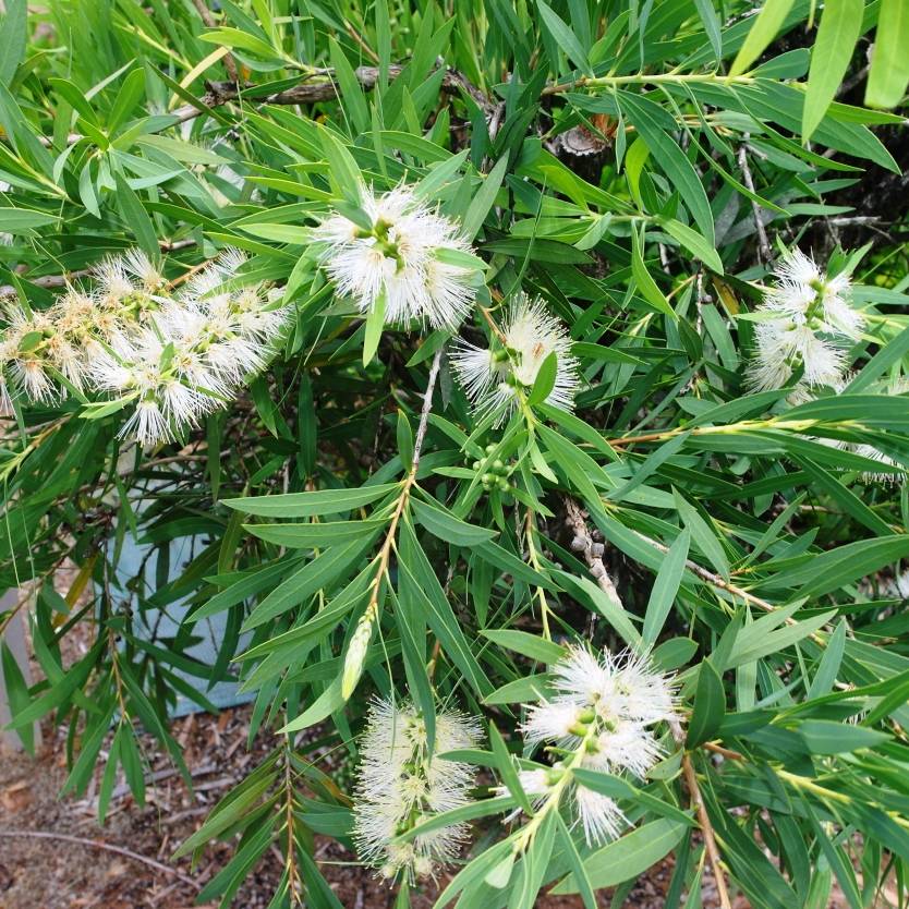 Callistemon viminalis Wilderness White – Divine Plants Online Shop