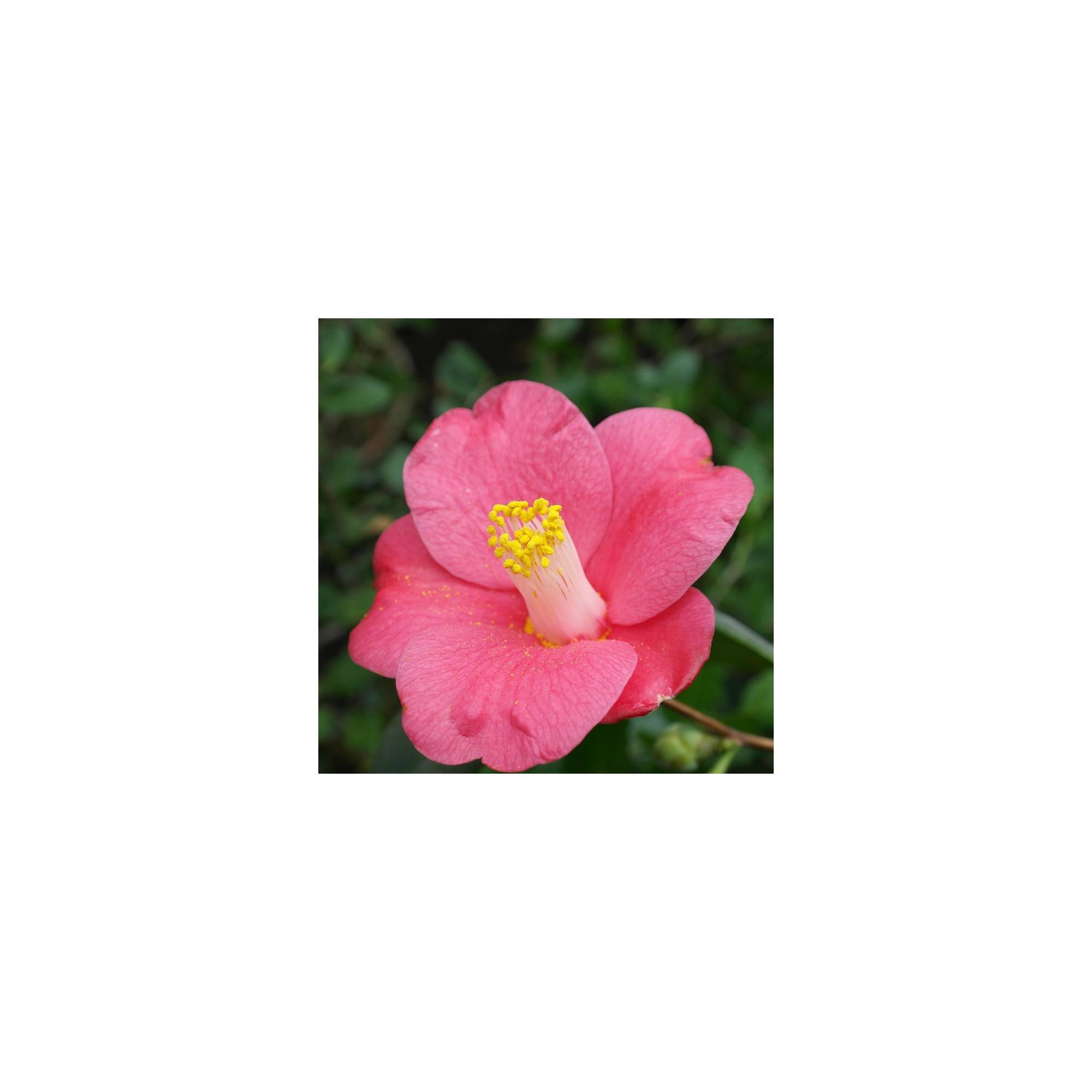 Camellia japonica Unryu – Divine Plants Online Shop