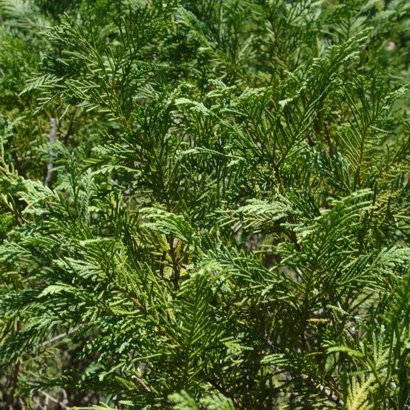 Cupressocyparis leylandii Leighton Green – Divine Plants Online Shop