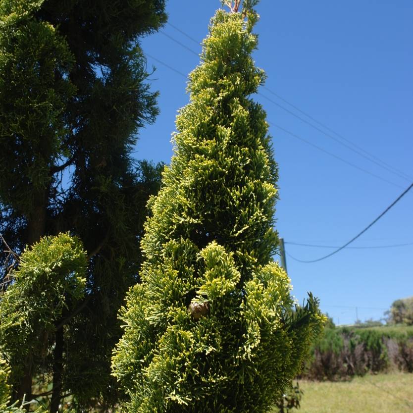 Cupressus sempervirens Swane's Golden – Divine Plants Online Shop