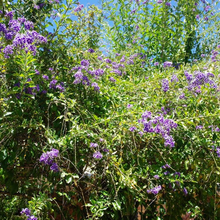 Duranta repens Geisha Girl – Divine Plants Online Shop