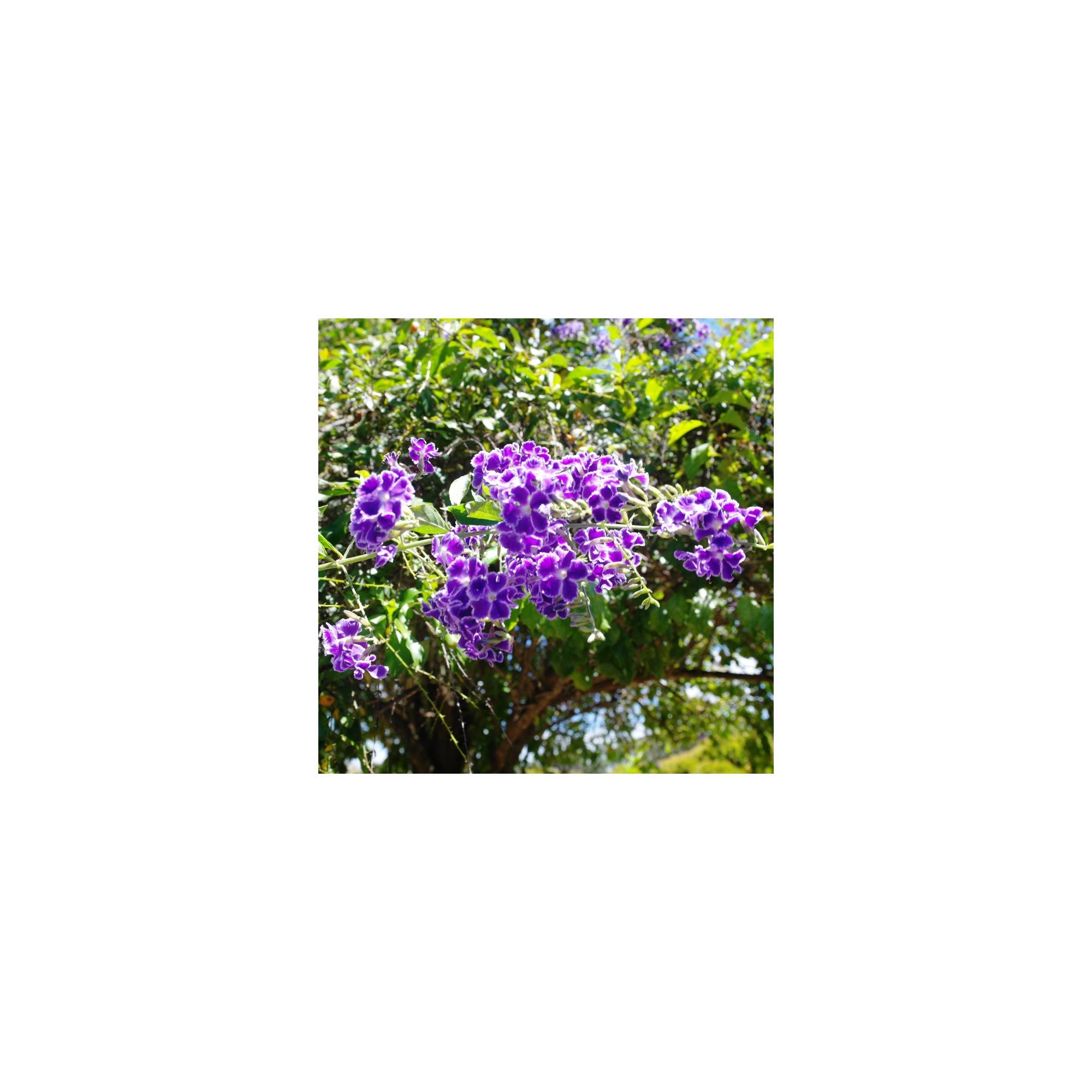 Duranta repens Geisha Girl – Divine Plants Online Shop