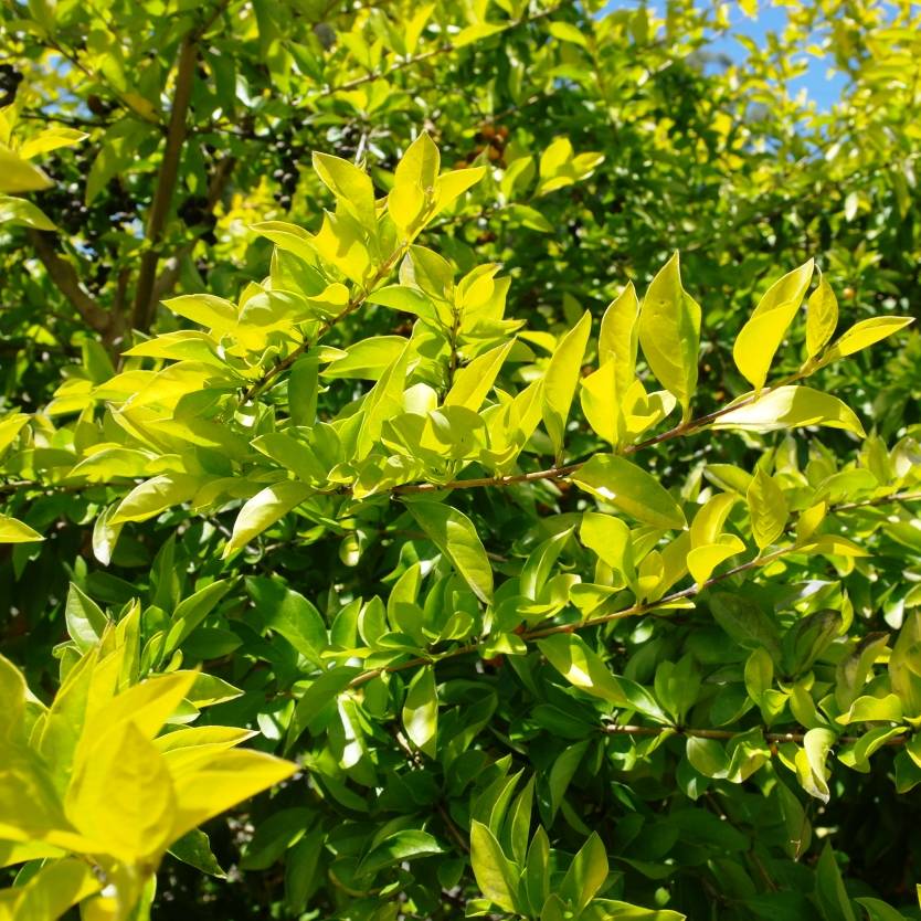 Duranta repens Sheena's Gold – Divine Plants Online Shop