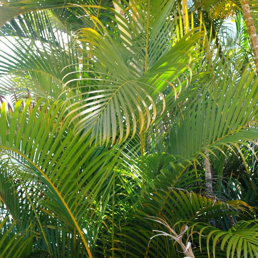 Dypsis lutescens – Divine Plants Online Shop