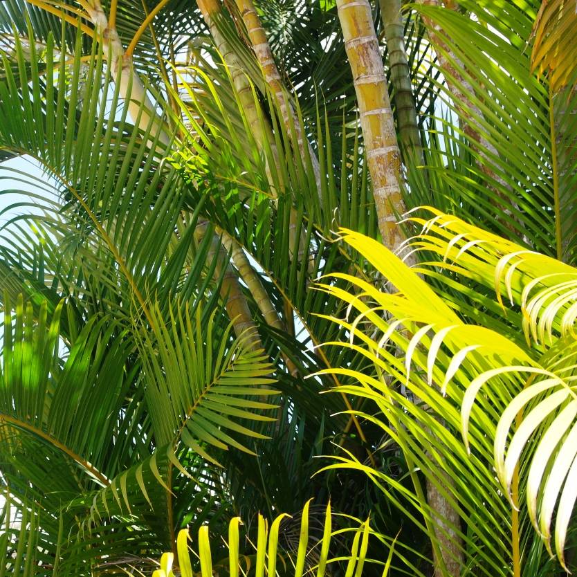 Dypsis lutescens – Divine Plants Online Shop