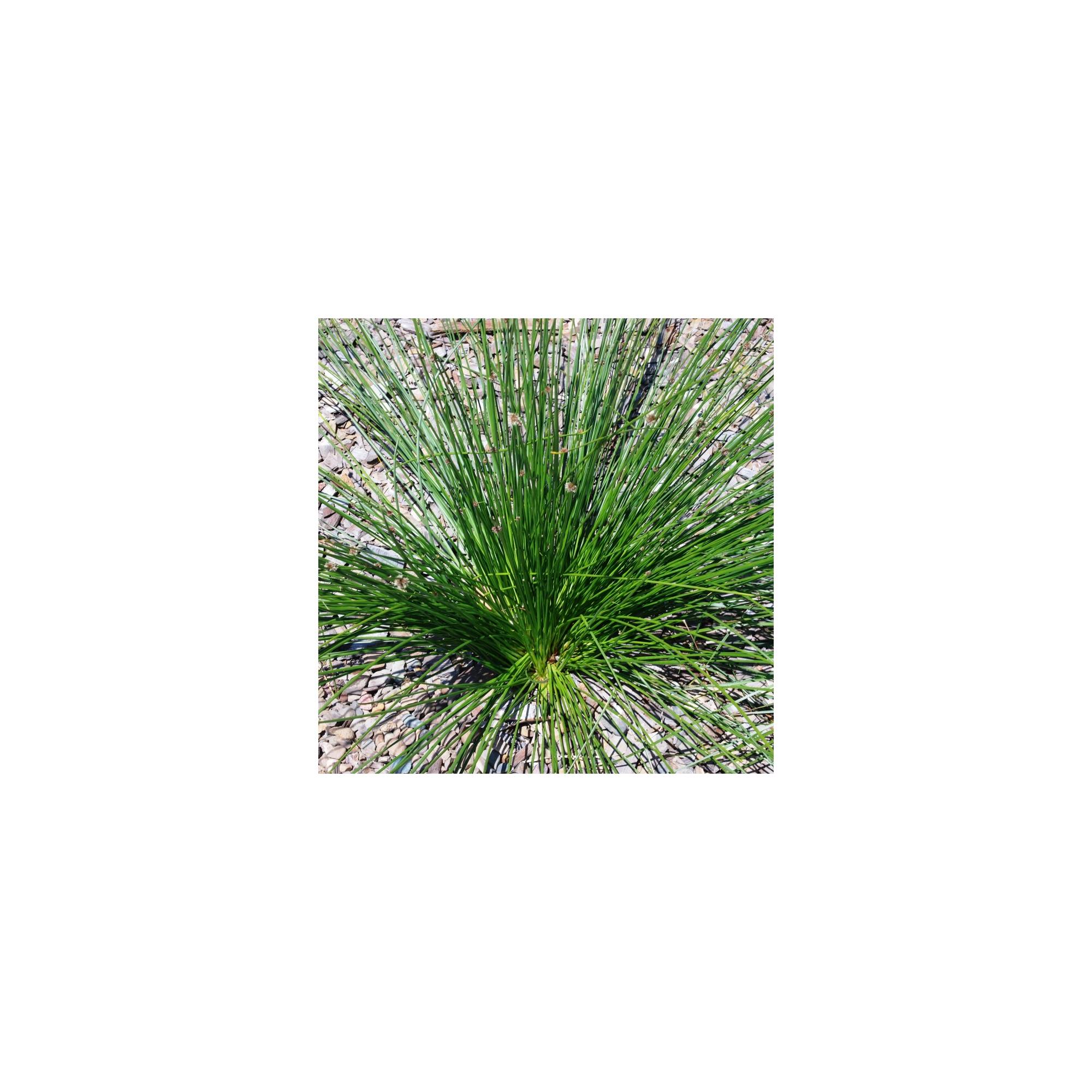 Ficinia nodosa (syn. Isolepis) – Divine Plants Online Shop