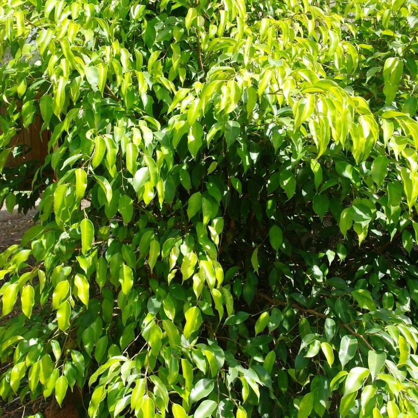Ficus benjamina – Divine Plants Online Shop