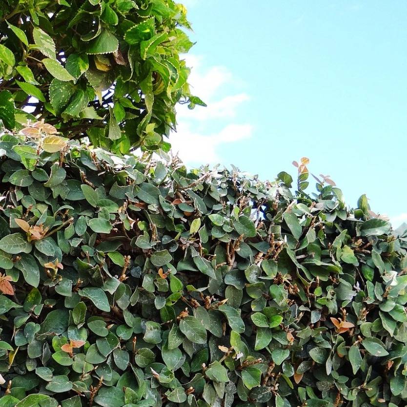 Ficus Pumila – Divine Plants Online Shop