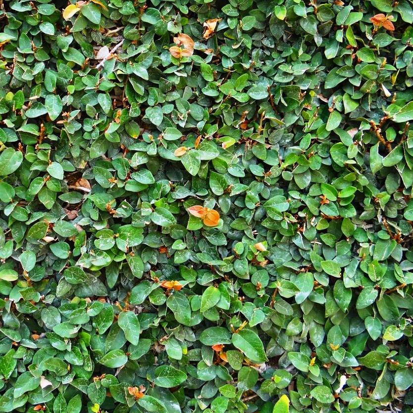 Ficus Pumila – Divine Plants Online Shop