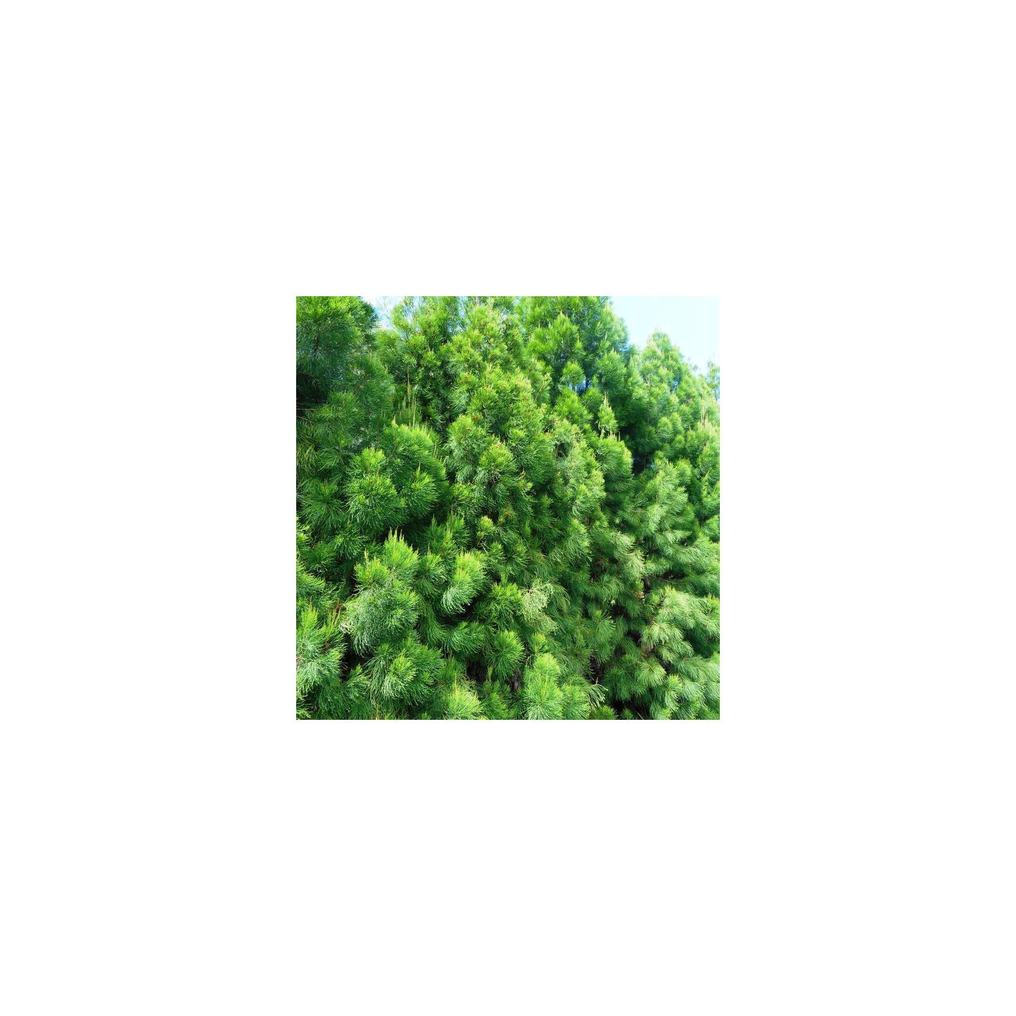 Gymnostoma australianum – Divine Plants Online Shop