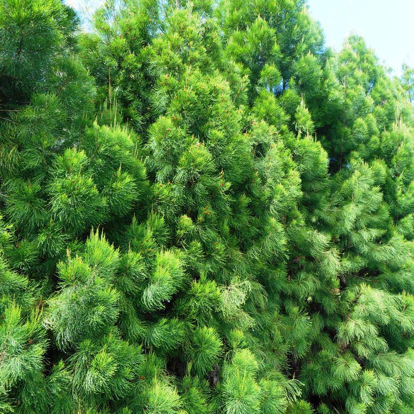 Gymnostoma australianum – Divine Plants Online Shop
