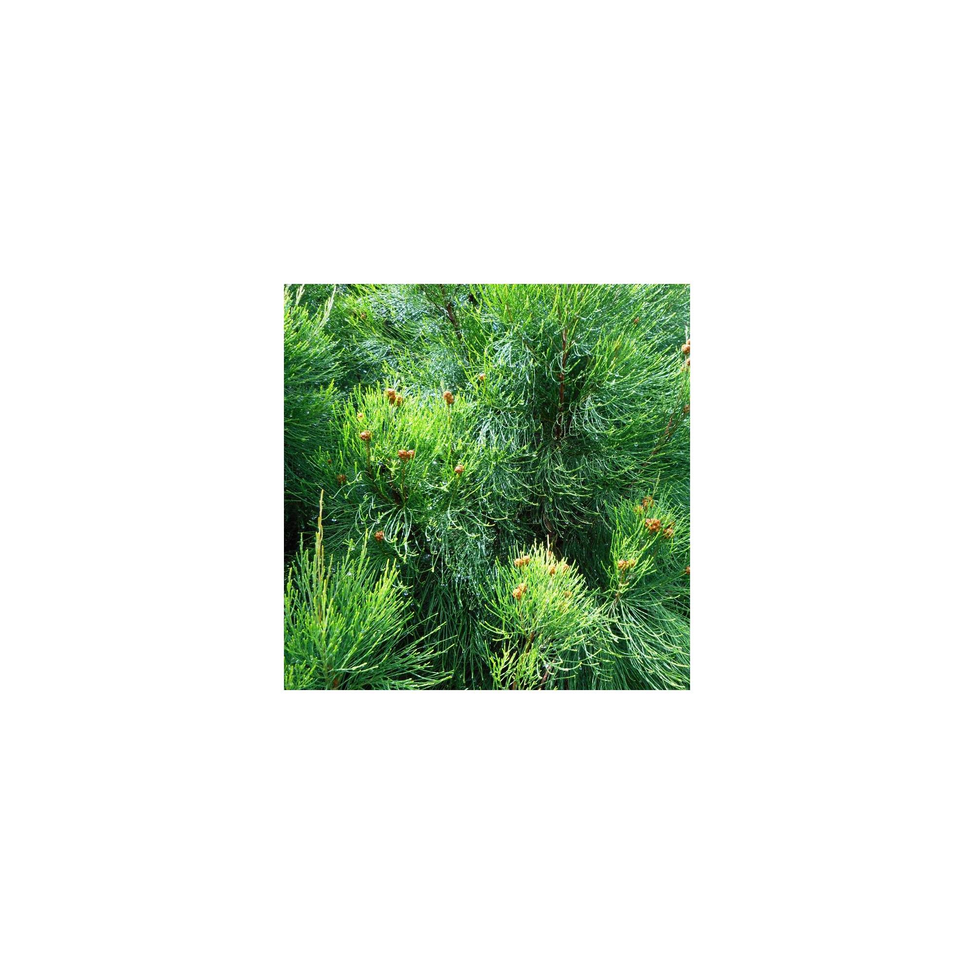 Gymnostoma australianum – Divine Plants Online Shop