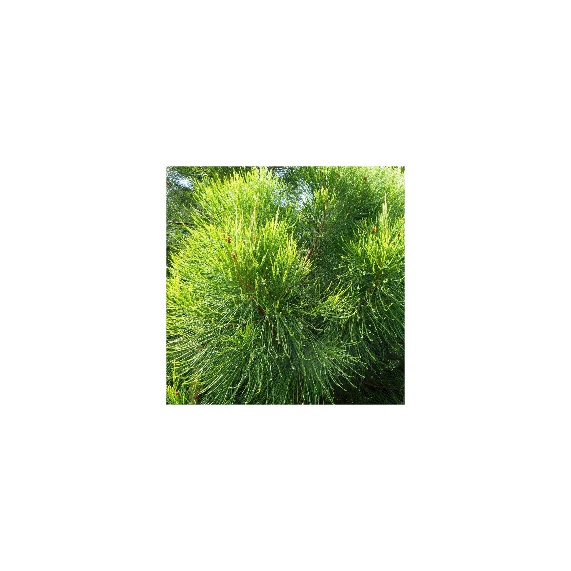 Gymnostoma australianum – Divine Plants Online Shop