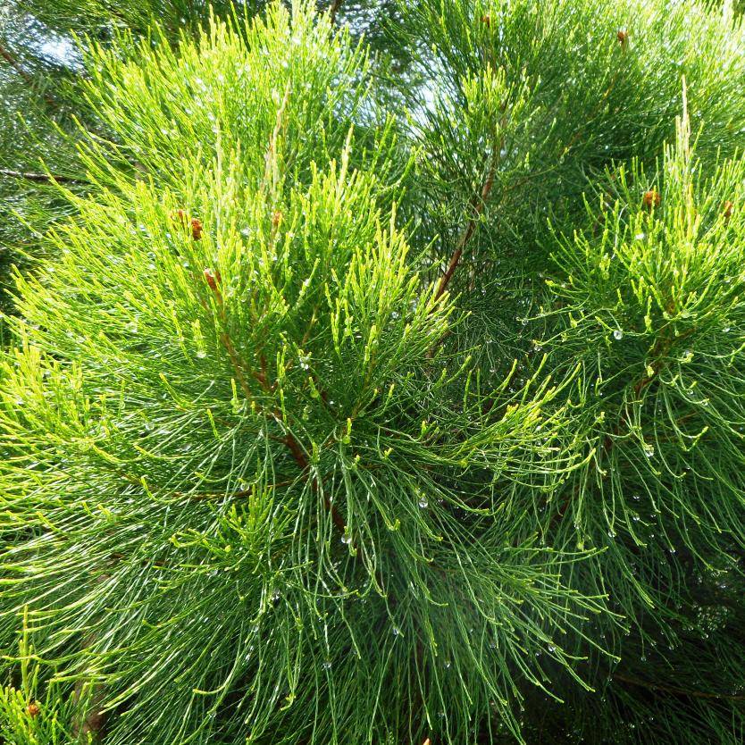 Gymnostoma australianum – Divine Plants Online Shop