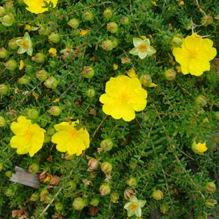 Melaleuca quinquinervia Mini Quini – Divine Plants Online Shop