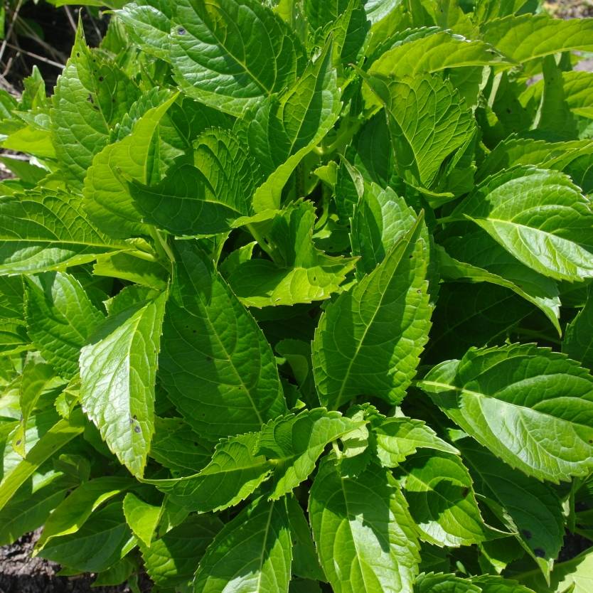 Hydrangea Assorted – Divine Plants Online Shop