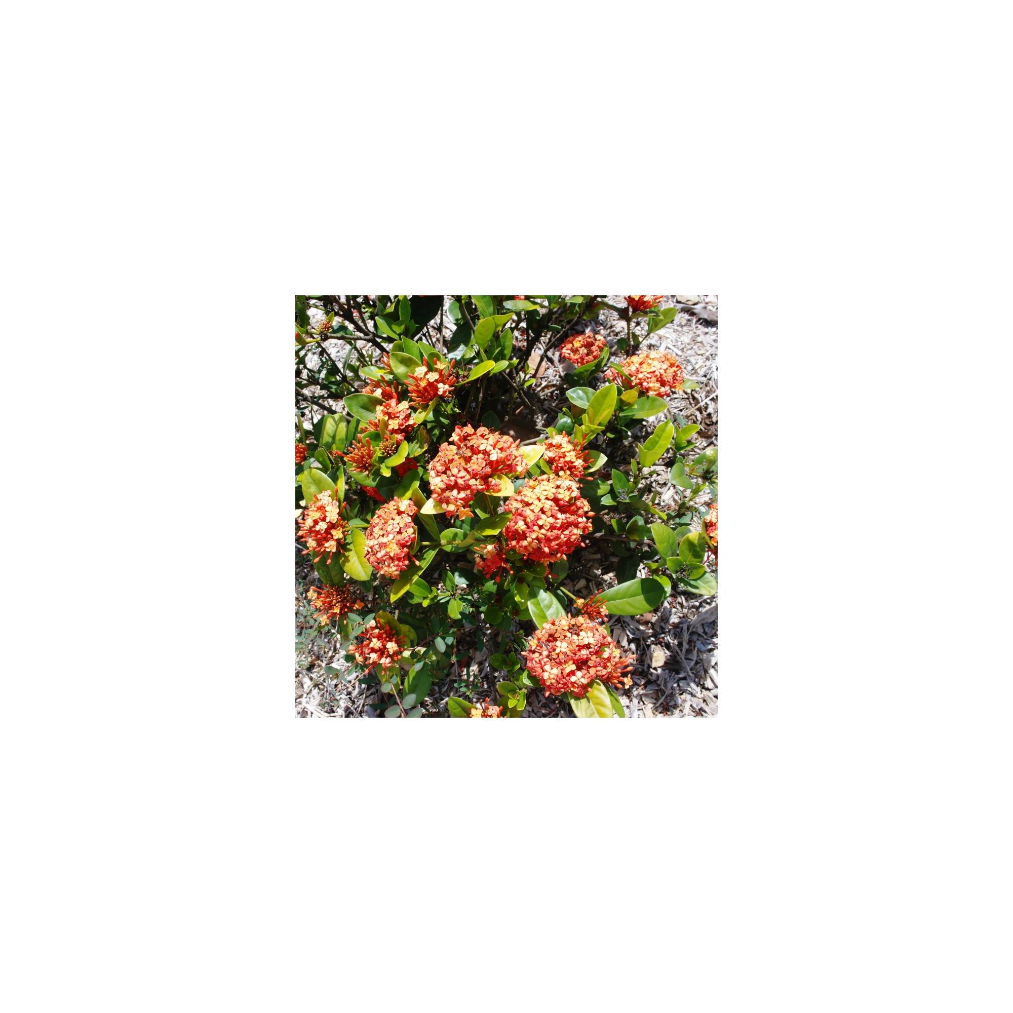 Ixora Coral Fire – Divine Plants Online Shop