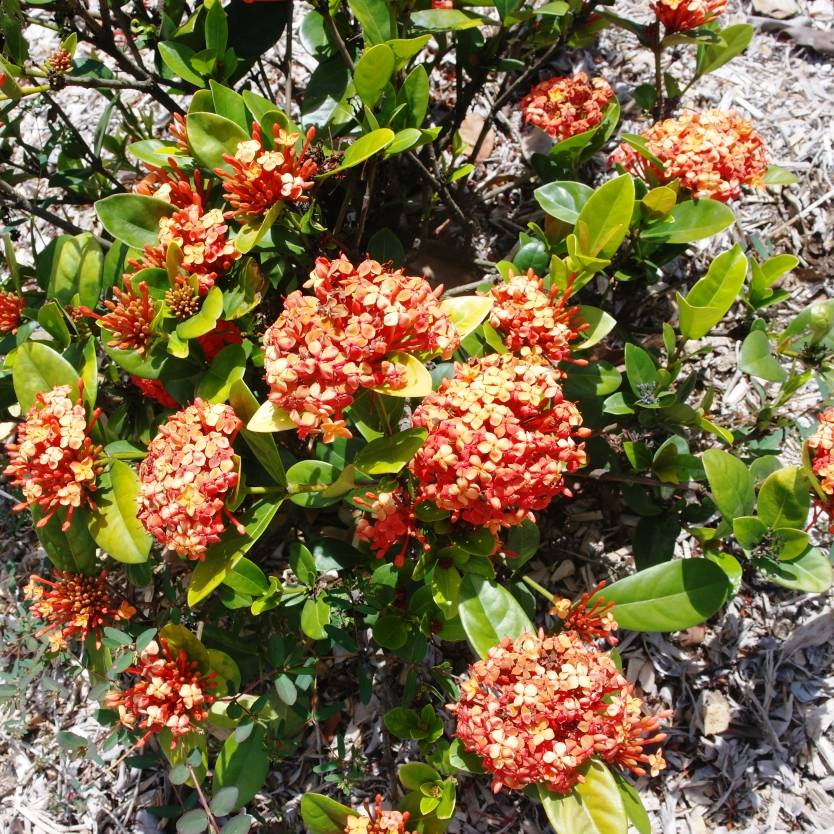 Ixora Coral Fire – Divine Plants Online Shop