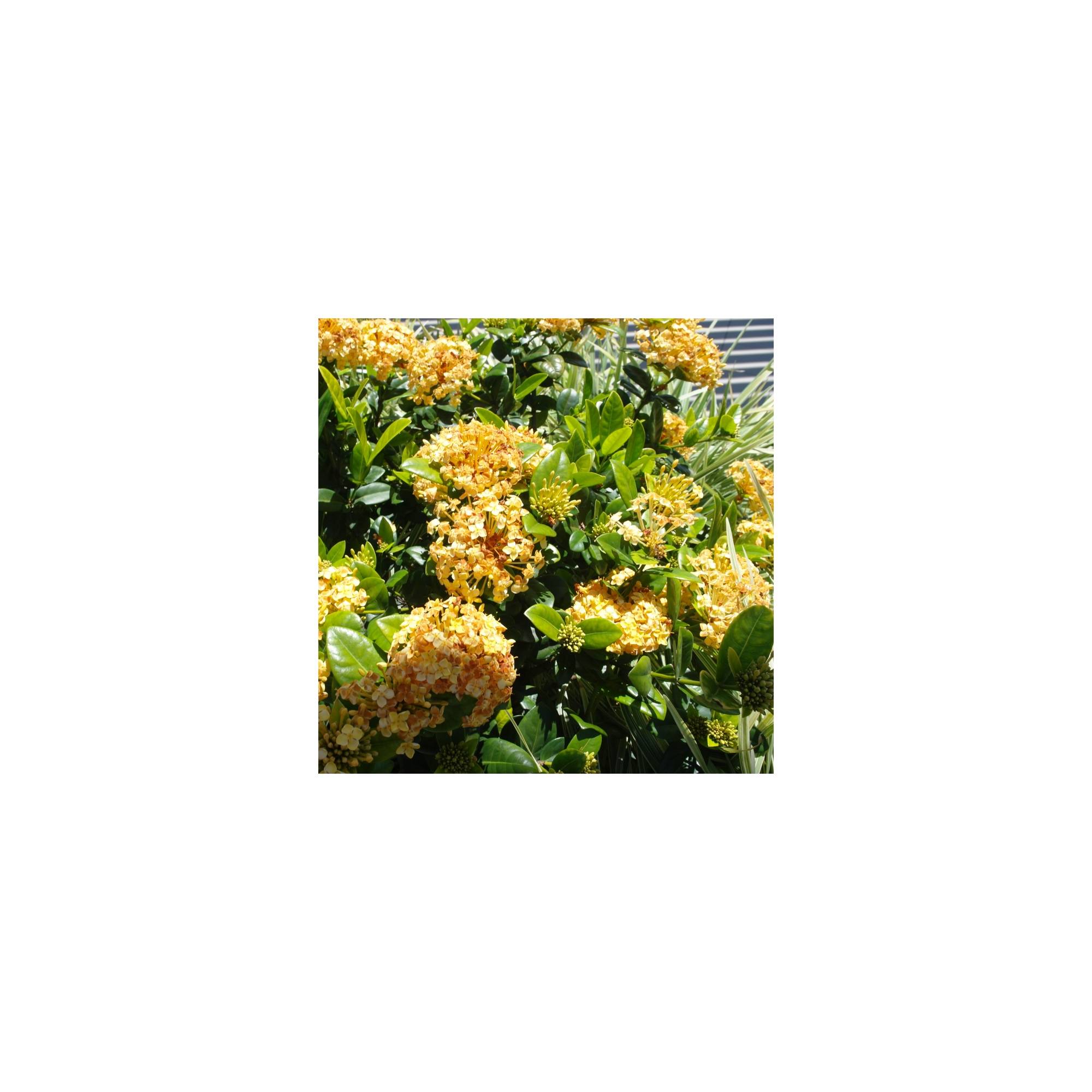 Ixora Gold Fire – Divine Plants Online Shop