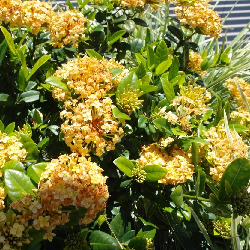 Ixora Gold Fire – Divine Plants Online Shop
