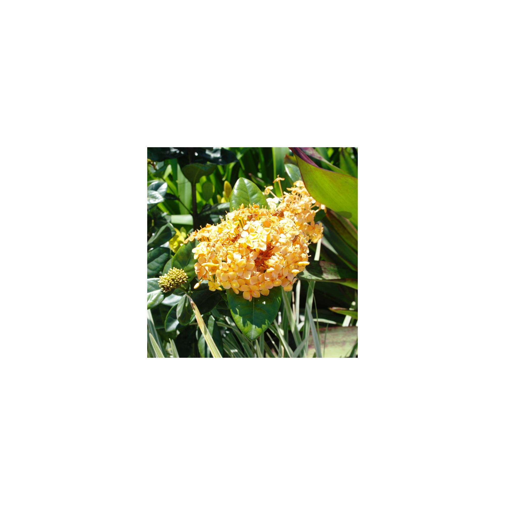 Ixora Gold Fire – Divine Plants Online Shop