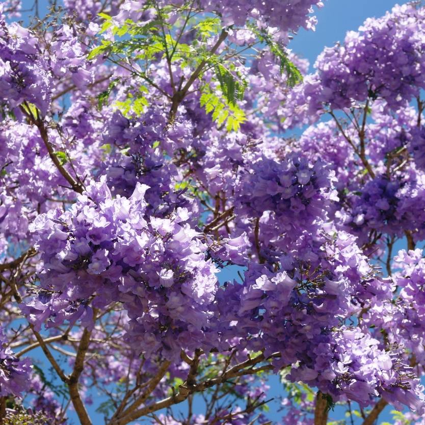 Jacaranda mimosifolia – Divine Plants Online Shop