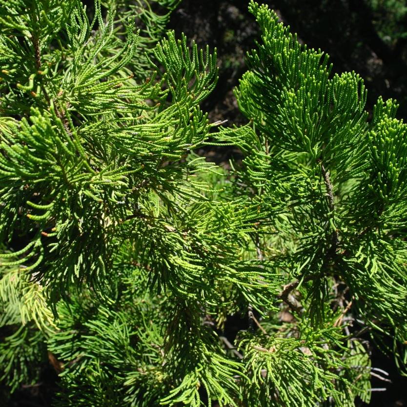 Juniperus chinensis Kaizuka – Divine Plants Online Shop