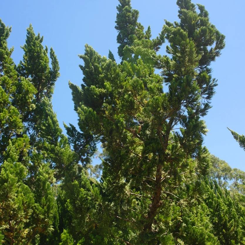 Juniperus chinensis Kaizuka – Divine Plants Online Shop