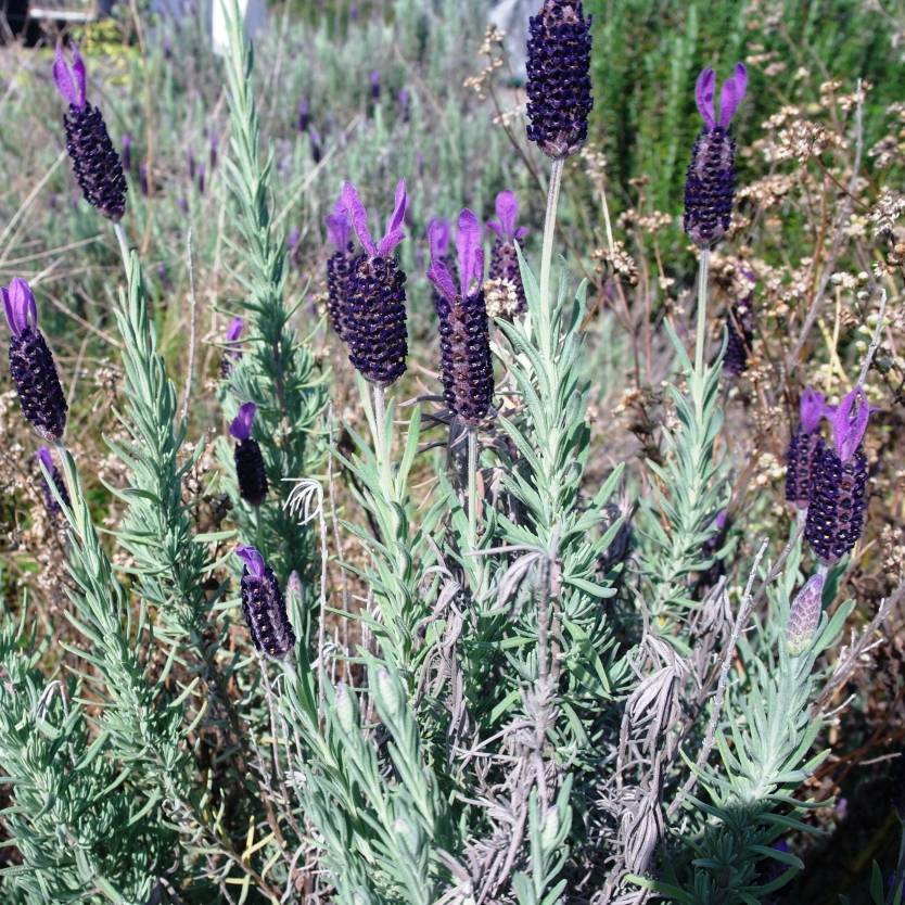 Lavandula stoechas Avonview – Divine Plants Online Shop