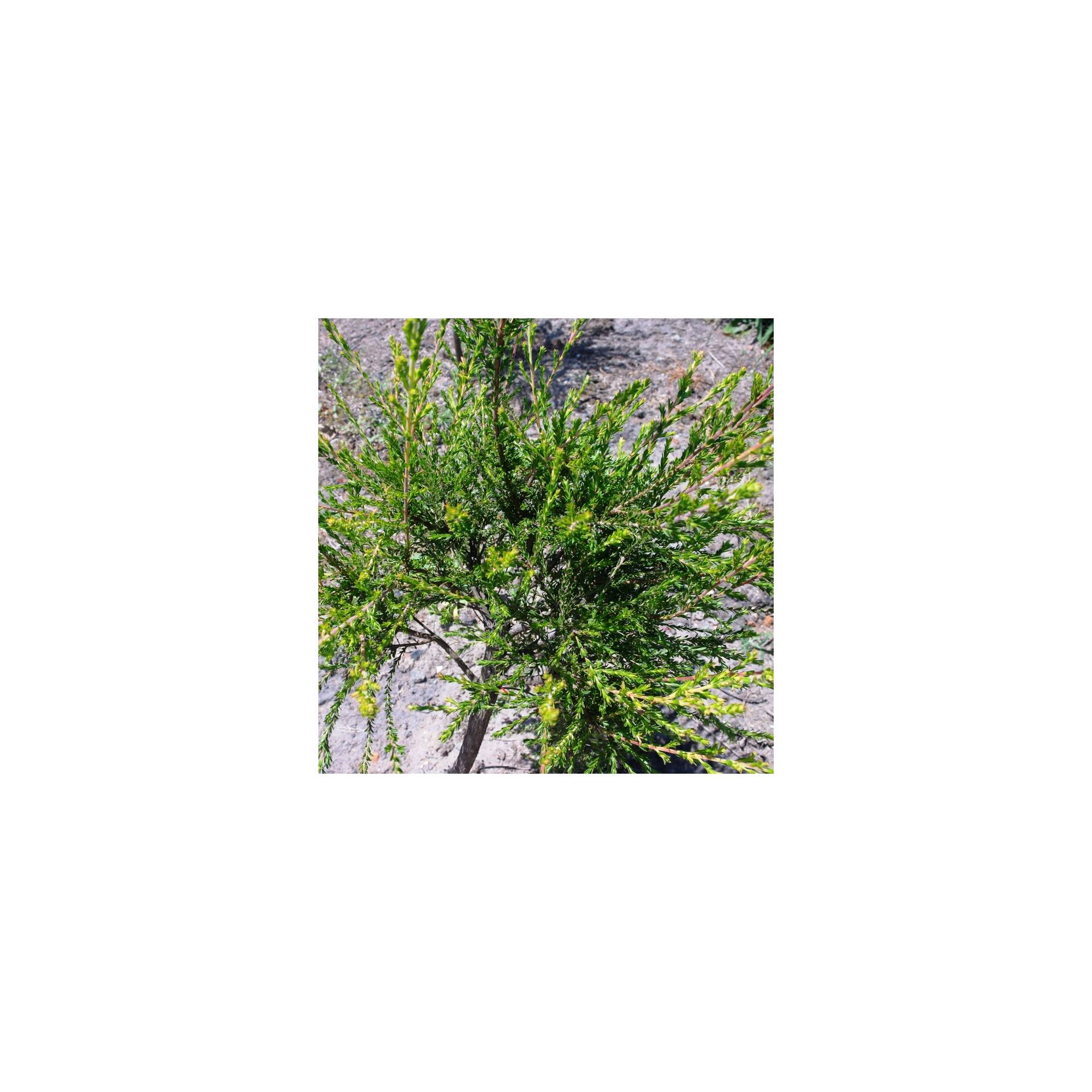 Leptospermum liversidgei Mozzie Blocker – Divine Plants Online Shop