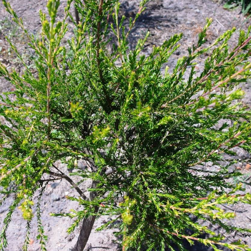 Leptospermum liversidgei Mozzie Blocker – Divine Plants Online Shop