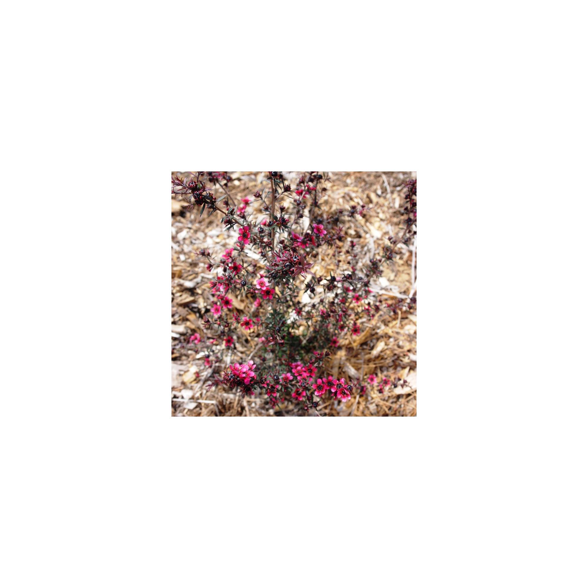 Leptospermum scoparium Nanum Rubrum – Divine Plants Online Shop