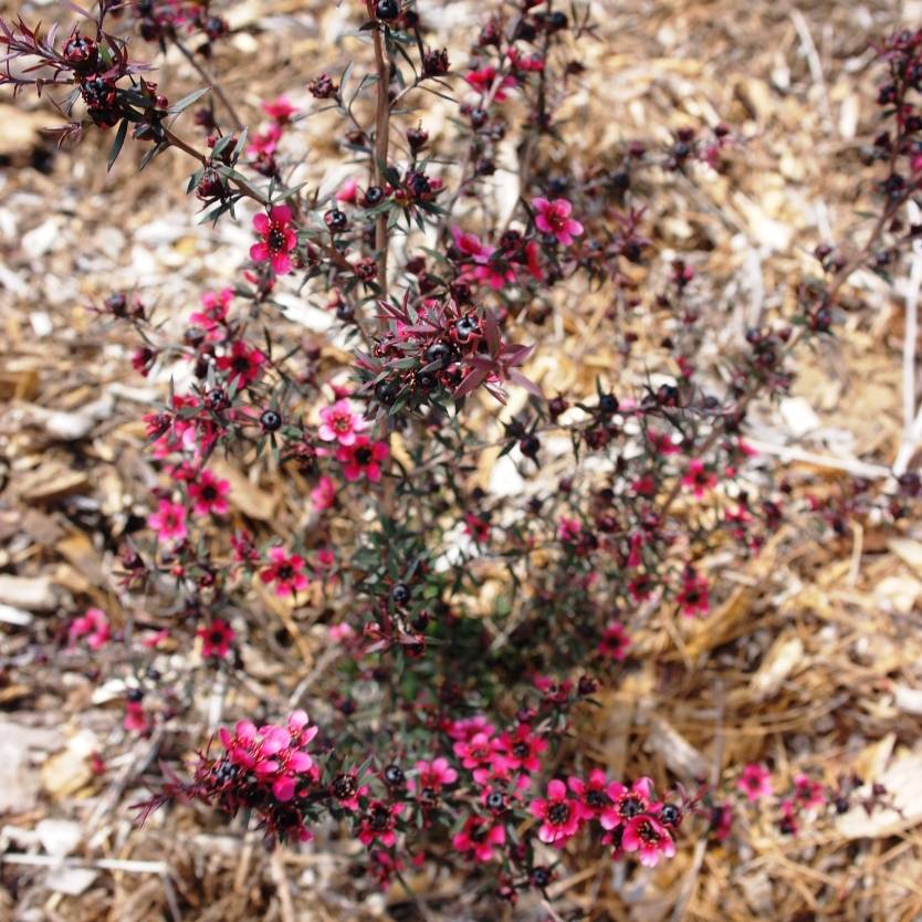 Leptospermum scoparium Nanum Rubrum – Divine Plants Online Shop
