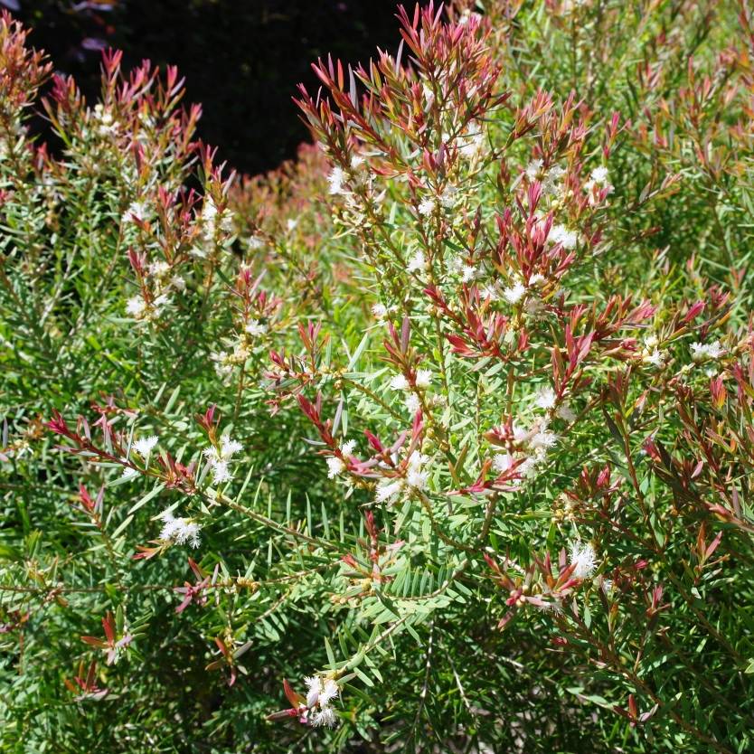 Melaleuca linariifolia Claret Tops – Divine Plants Online Shop