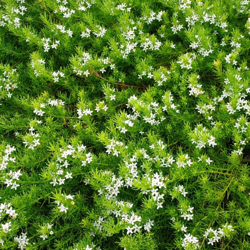 Myoporum parvifolium Fine Leaf – Divine Plants Online Shop