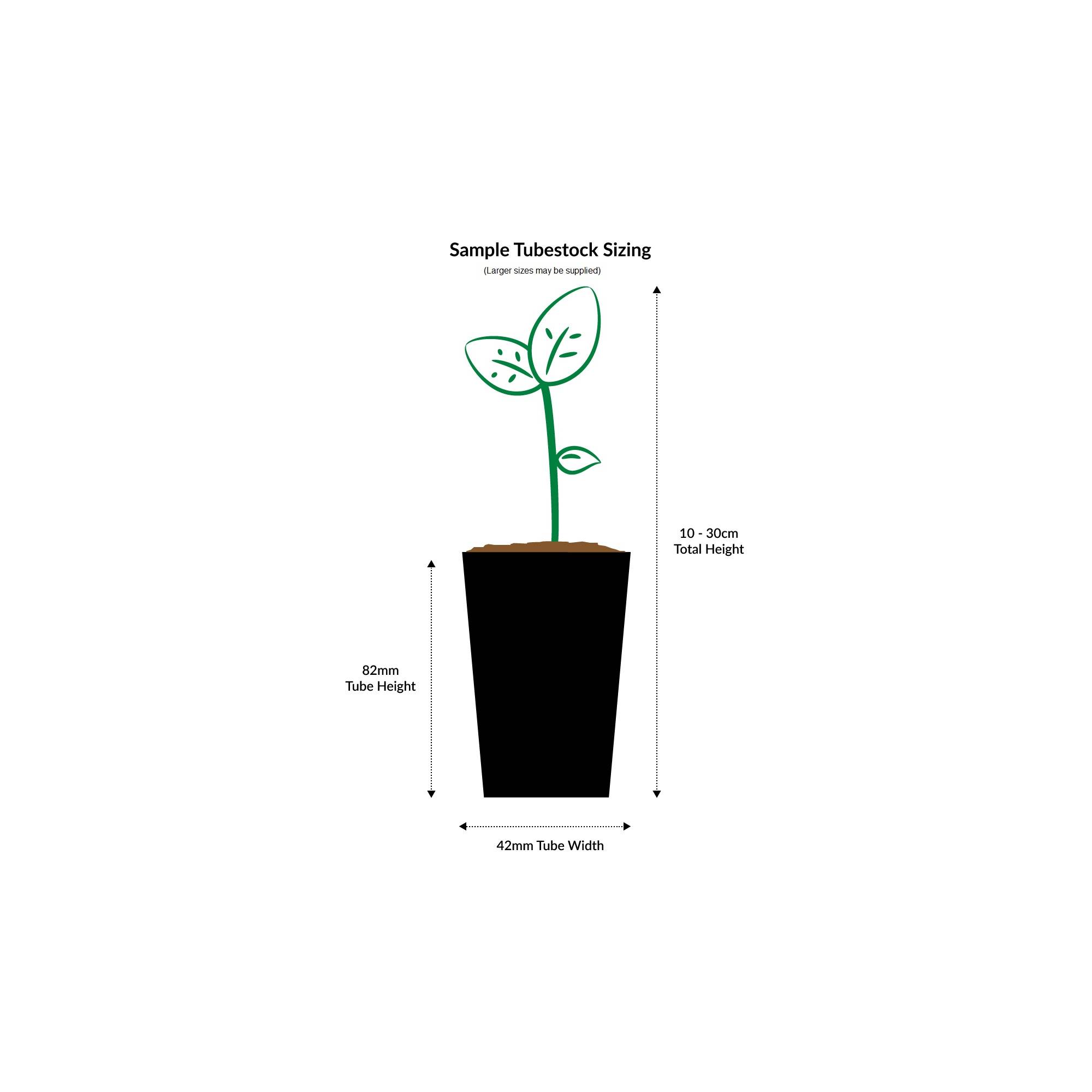 Myoporum boninense (syn. ellipticum) – Divine Plants Online Shop