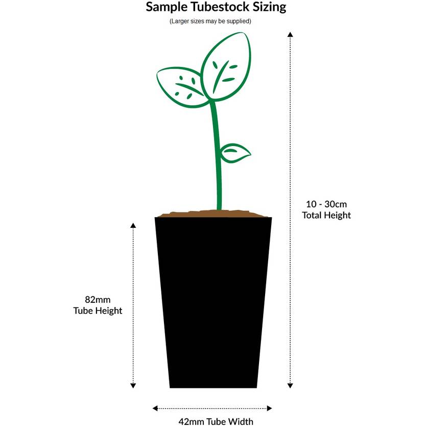 Westringia fruticosa Zena – Divine Plants Online Shop