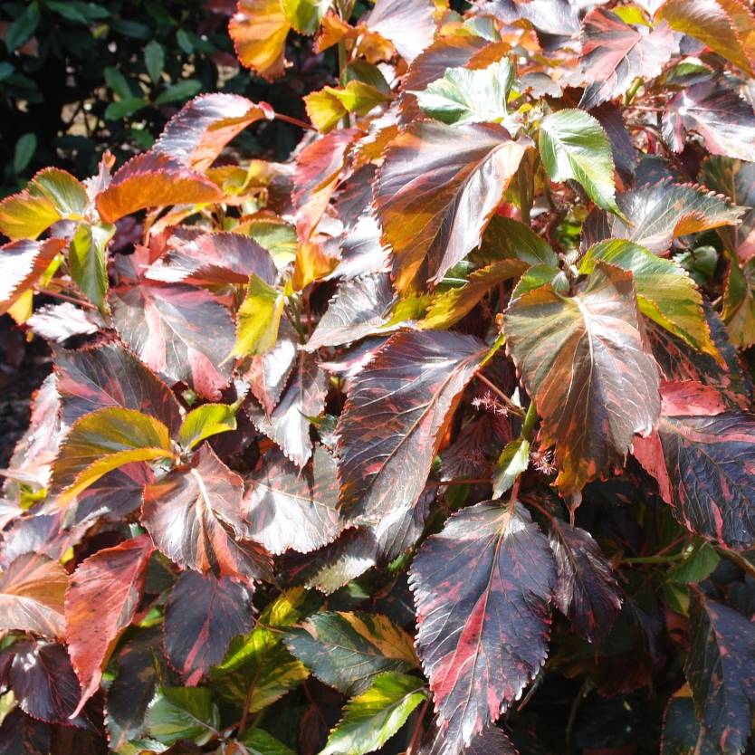 Acalypha wilkesiana – Divine Plants Online Shop