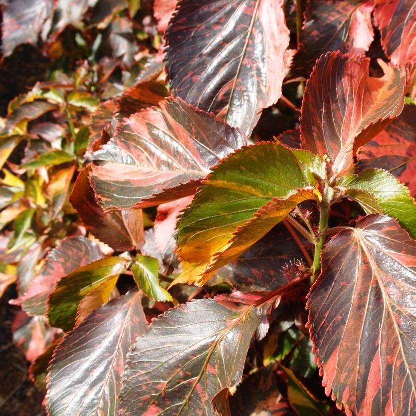 Acalypha wilkesiana – Divine Plants Online Shop