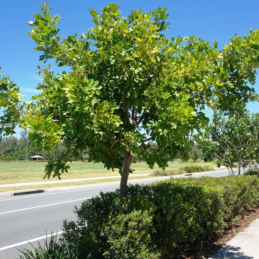 Cupaniopsis anacardioides – Divine Plants Online Shop