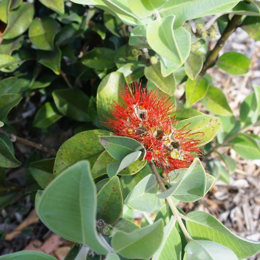 Metrosideros collina Springfire – Divine Plants Online Shop