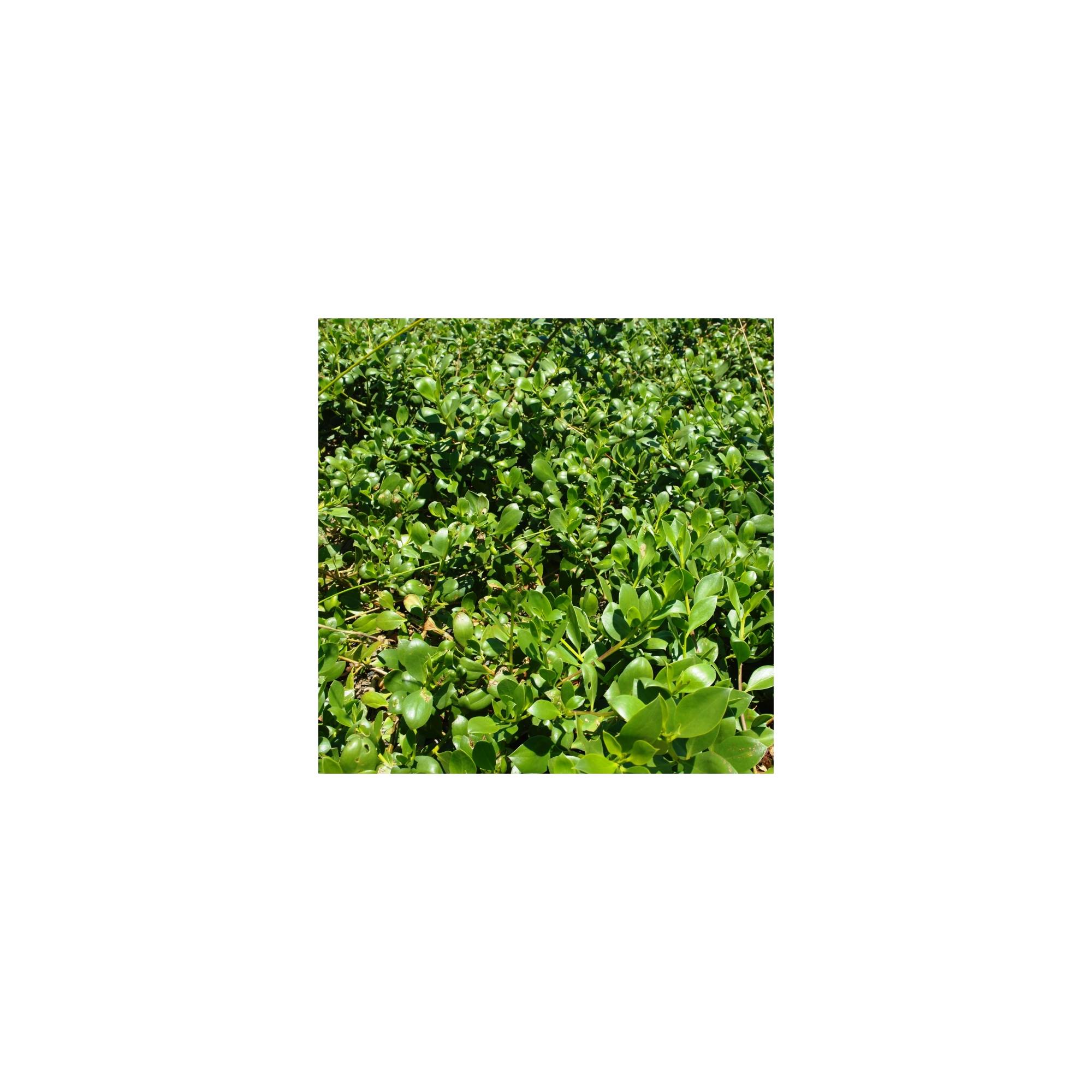 Myoporum boninense (syn. ellipticum) – Divine Plants Online Shop