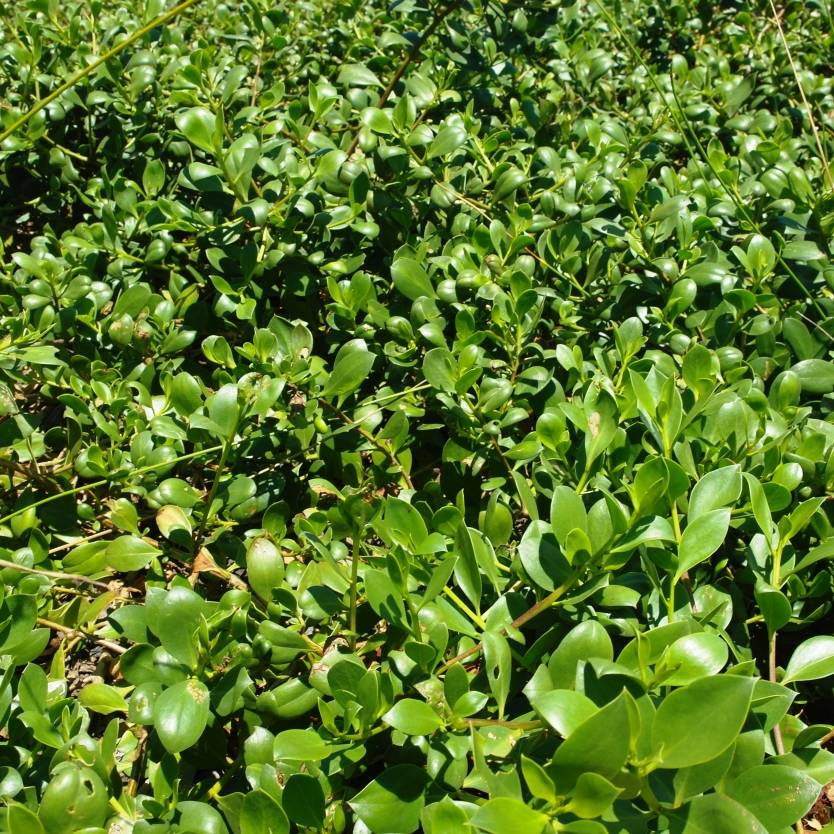Myoporum boninense (syn. ellipticum) – Divine Plants Online Shop
