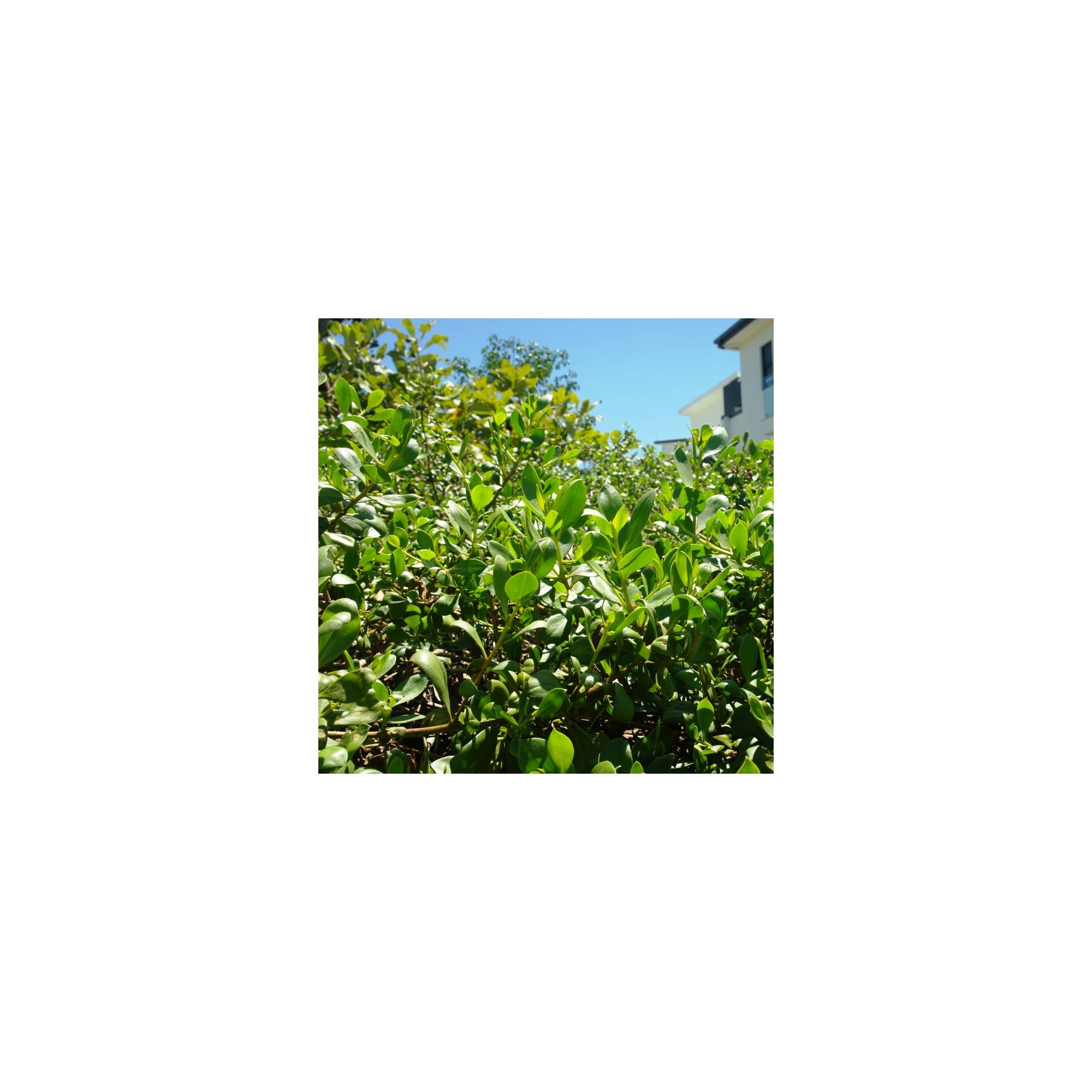 Myoporum boninense (syn. ellipticum) – Divine Plants Online Shop